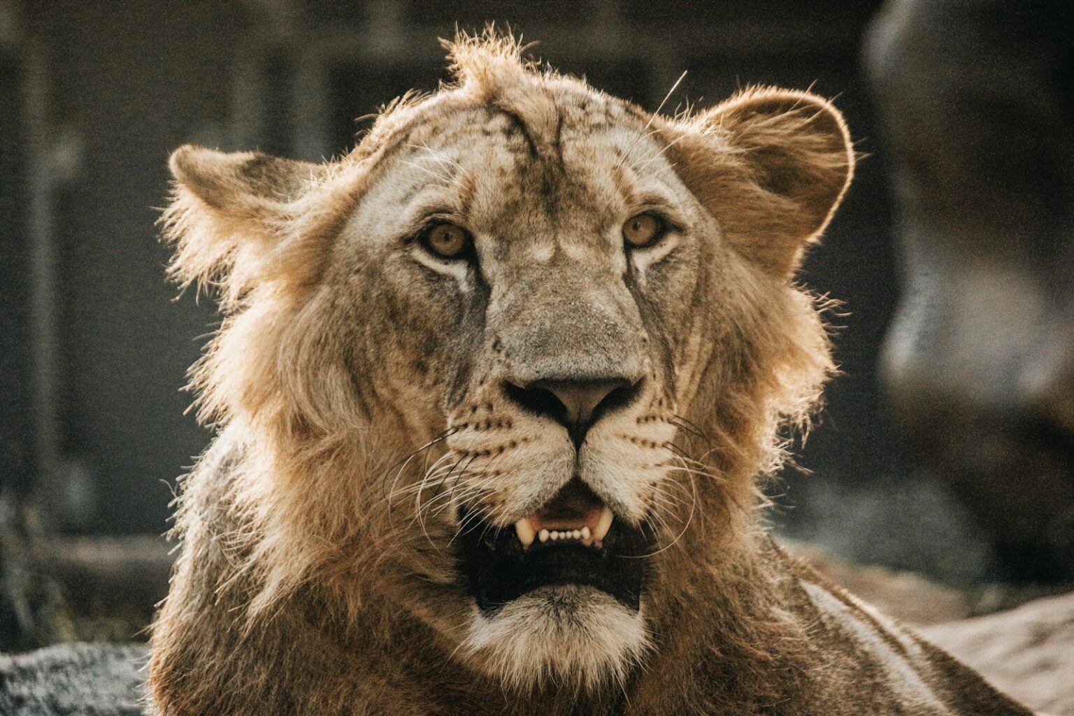 The Largest Lion Ever Recorded – A King of Beasts Unlike Any Other ...