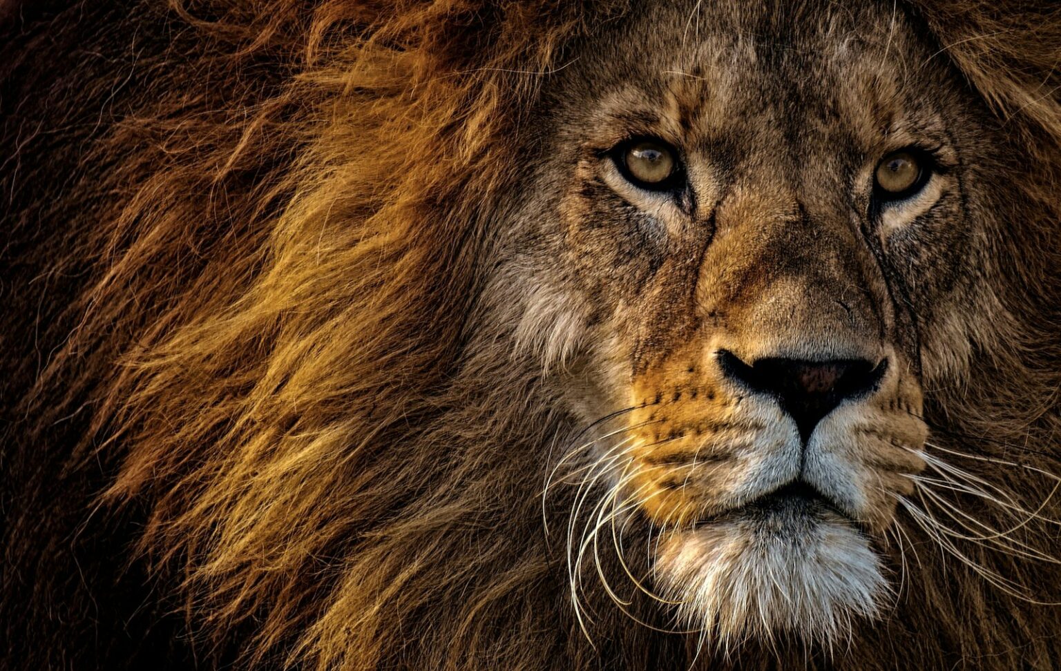 The Largest Lion Ever Recorded – A King of Beasts Unlike Any Other ...