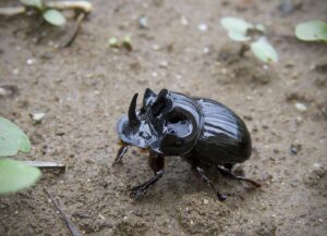 The World’s Strongest Beetle Lifting over a Thousand Times Its Own ...