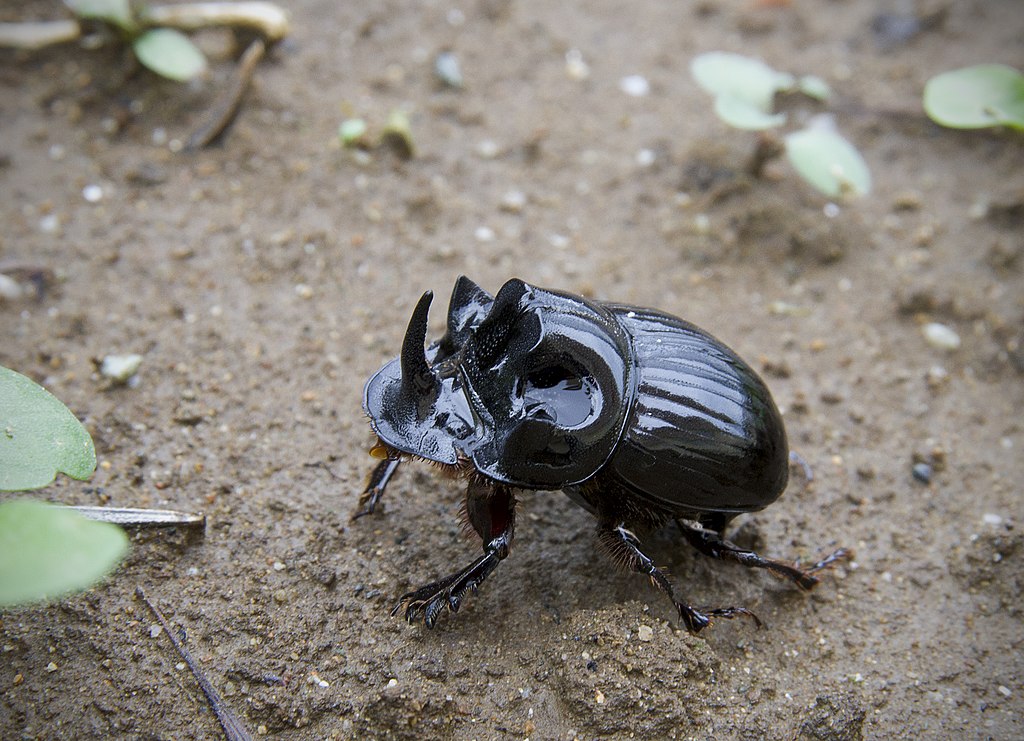 The World’s Strongest Beetle Lifting over a Thousand Times Its Own ...