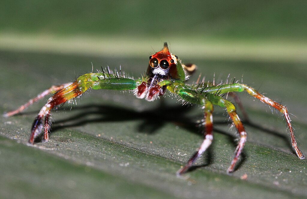The Animal With the Most Powerful Jumping Muscles – Extreme Animal Records