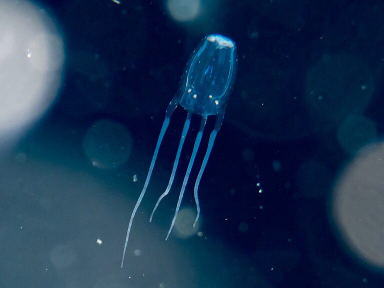 The Fastest Moving Jellyfish – A Surprising Speedster – Extreme Animal ...