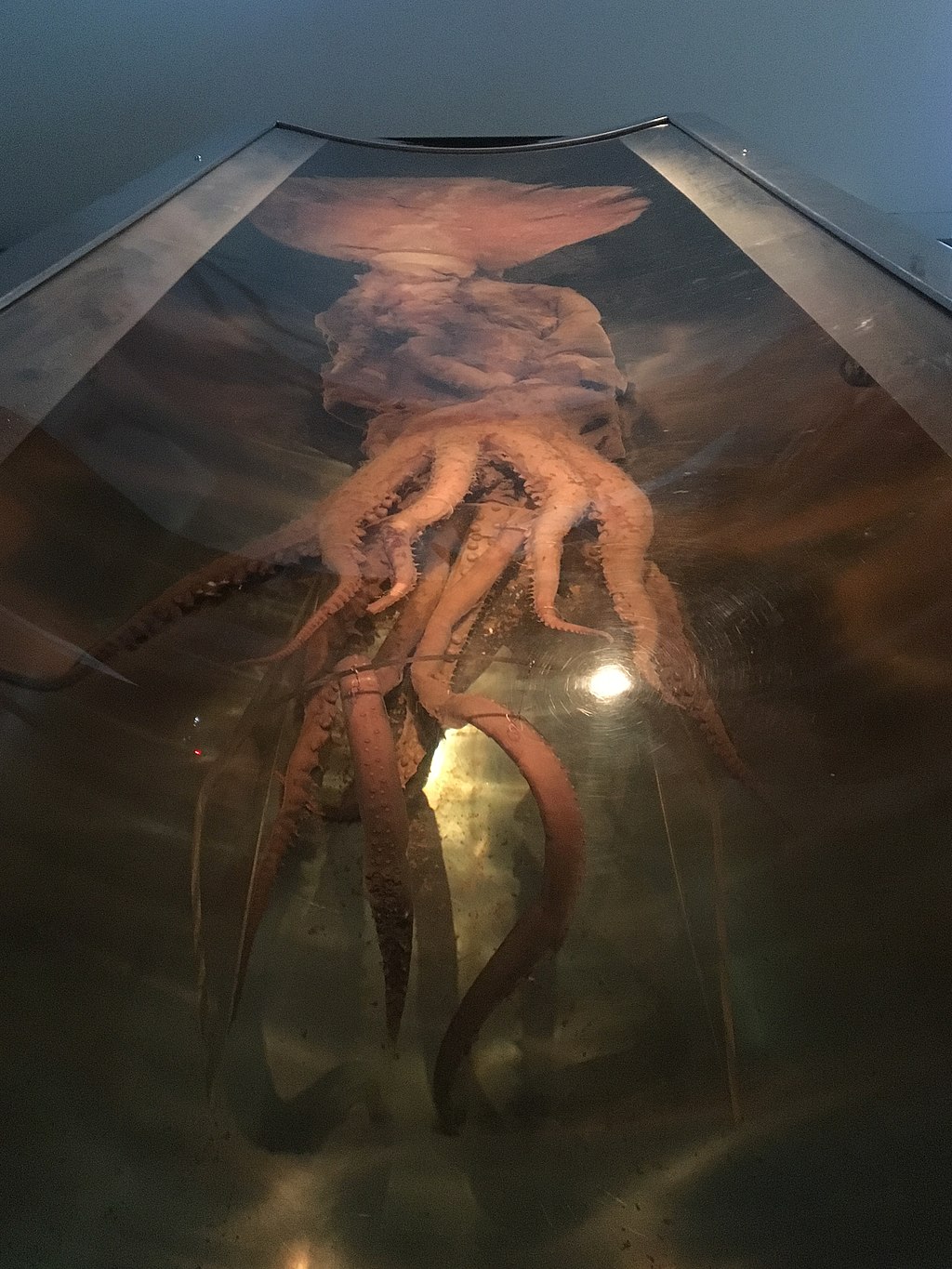 The Animal That Can Withstand the Highest Pressures in the Deep Ocean ...