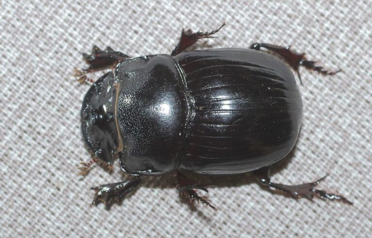 The World’s Strongest Beetle Lifting over a Thousand Times Its Own ...