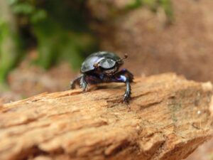 The World’s Strongest Beetle Lifting over a Thousand Times Its Own ...