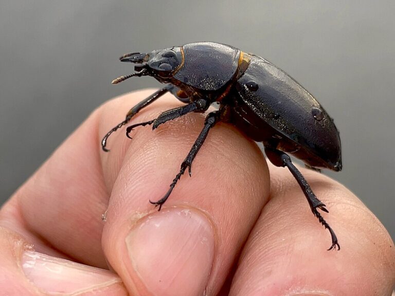 The Insect That Can Lift the Most Weight Relative to Its Body – Extreme ...