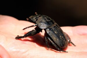The World’s Strongest Beetle Lifting over a Thousand Times Its Own ...
