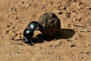 The World’s Strongest Beetle Lifting over a Thousand Times Its Own ...