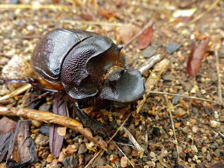 The World’s Strongest Beetle Lifting over a Thousand Times Its Own ...