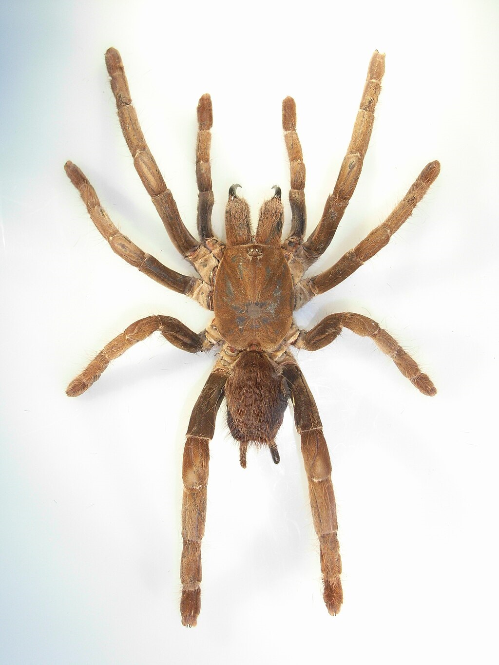 The Largest Spider Ever Recorded – It’s the Stuff of Nightmares ...