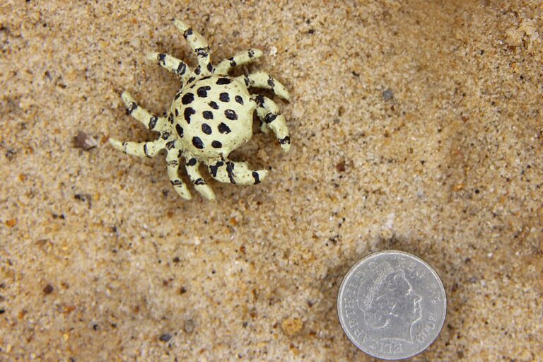 The Smallest Crab Species – A True Microscopic Marvel – Extreme Animal ...