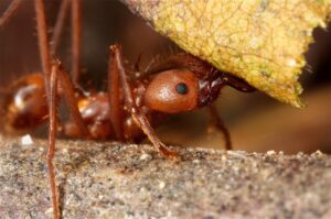 The Insect That Can Lift the Most Weight Relative to Its Body – Extreme ...