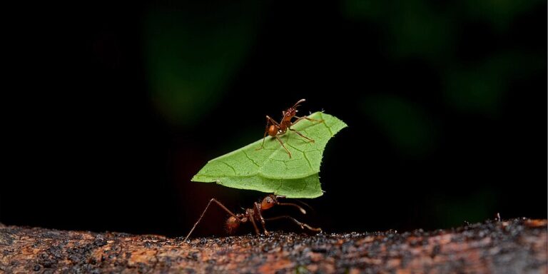The Insect That Can Lift the Most Weight Relative to Its Body – Extreme ...