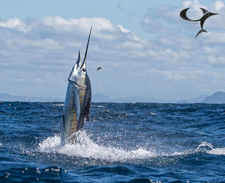 The Fastest Fish in the Ocean—and How It Outswims Predators – Extreme ...
