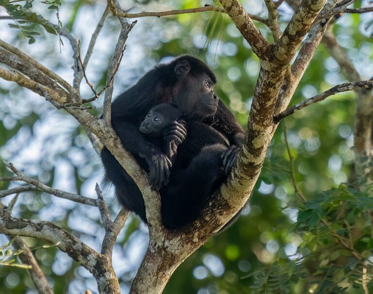 The Loudest Animal Sound Ever Measured More Deafening Than a Jet Engine ...