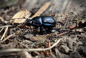 The World’s Strongest Beetle Lifting over a Thousand Times Its Own ...