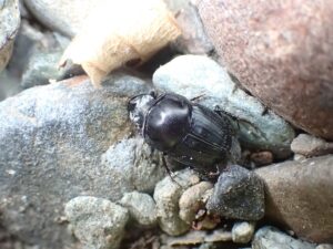 The World’s Strongest Beetle Lifting over a Thousand Times Its Own ...