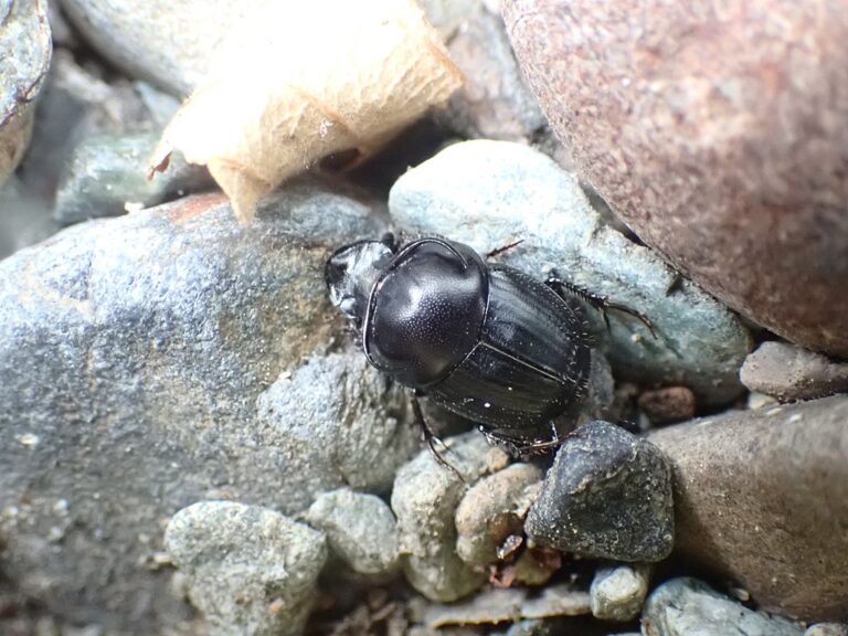 The World’s Strongest Beetle Lifting over a Thousand Times Its Own ...