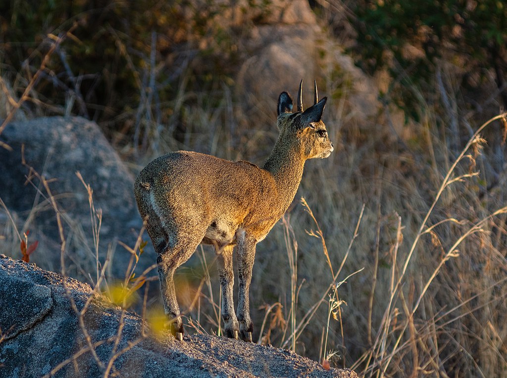 The Animal That Can Jump The Highest Relative To Its Size Extreme The Animal That Can Jump The Highest Relative To Its Size Extreme