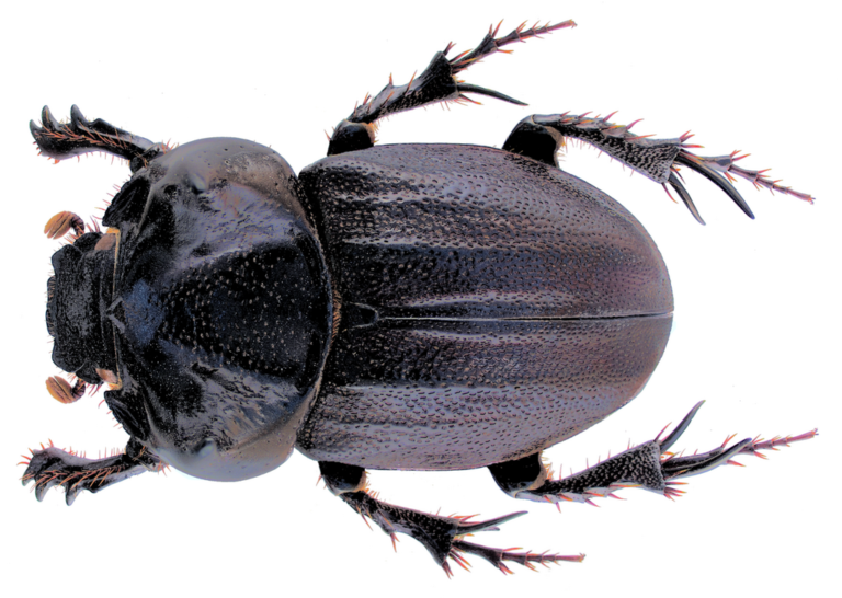 The Insect That Can Lift the Most Weight Relative to Its Body – Extreme ...