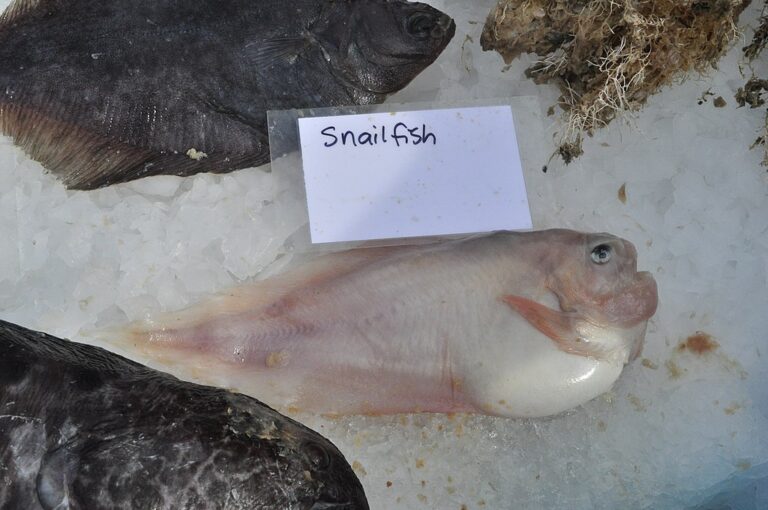 The Animal That Can Withstand the Highest Pressures in the Deep Ocean ...
