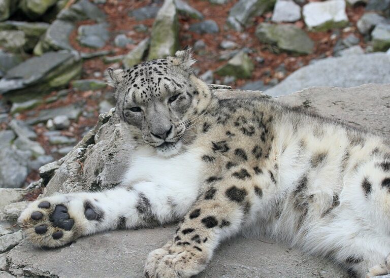 How Snow Leopards Survive Where No Other Cats Can – Extreme Animal Records