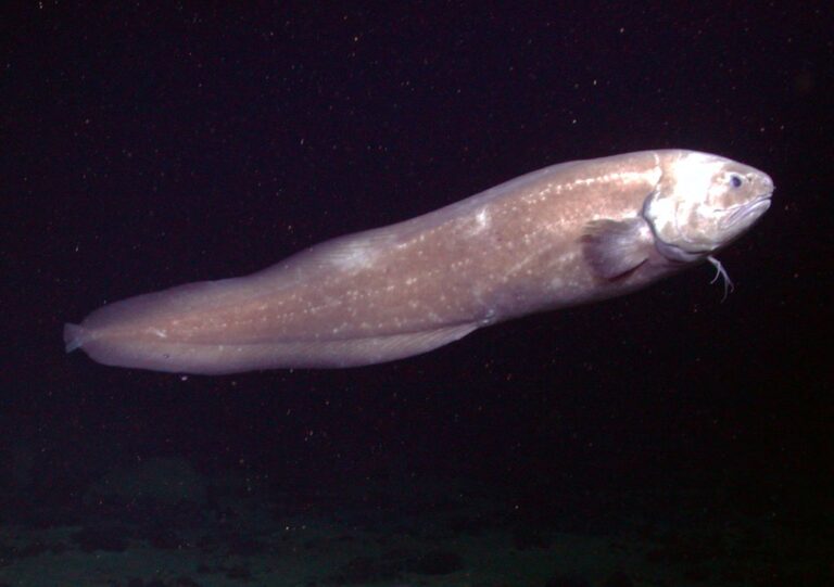 The Animal That Can Withstand the Highest Pressures in the Deep Ocean ...