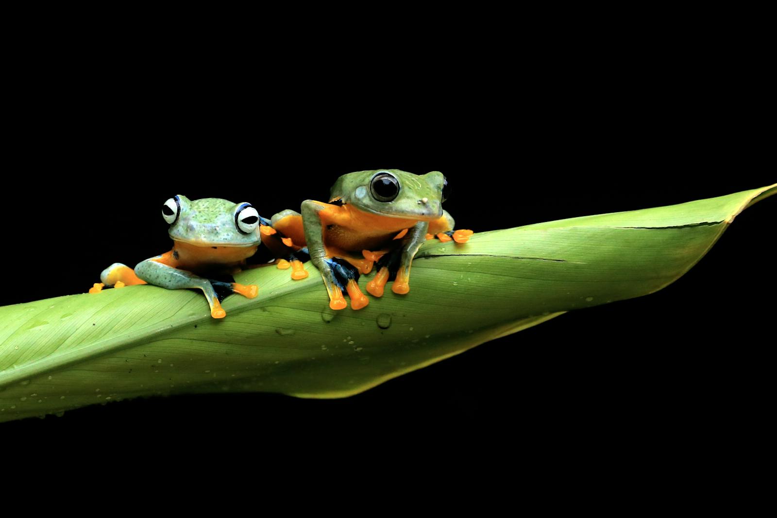The Smallest Frog Species – It’s Almost Impossible to See – Extreme ...