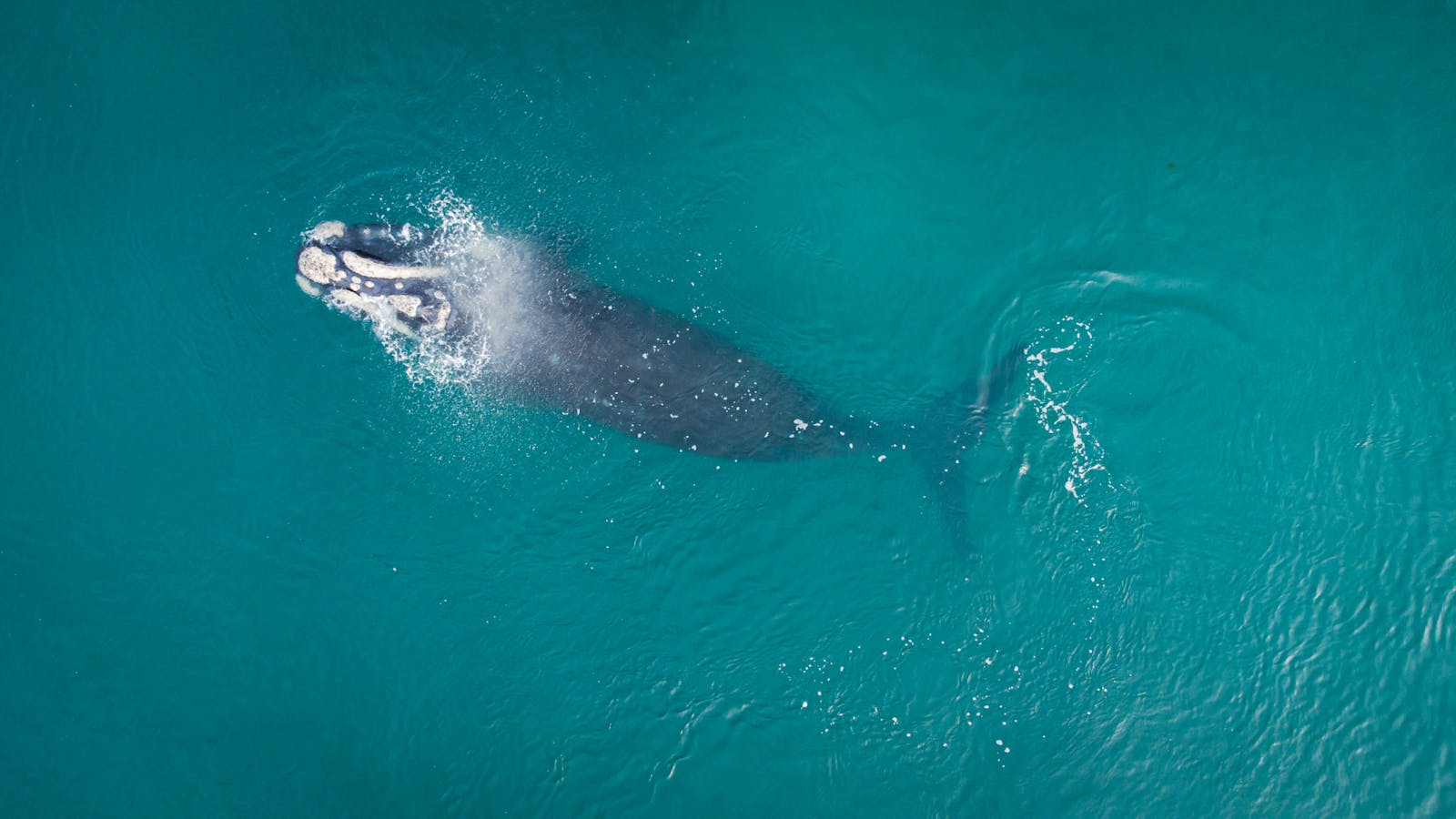 The Largest Whale Ever Recorded – It Dwarfs Every Other Marine Animal ...