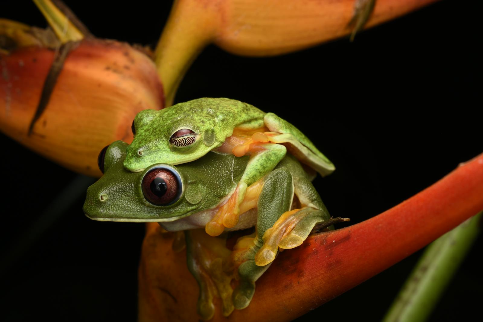 The Smallest Frog Species – It’s Almost Impossible to See – Extreme ...