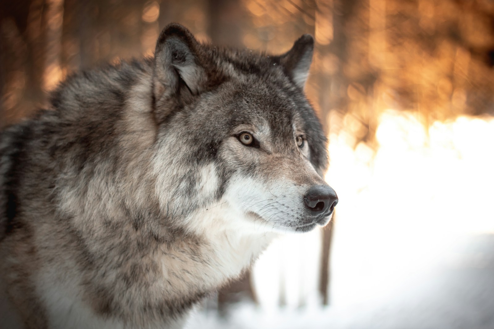 The Biggest Wolf Species in History – A Predator Bigger Than a Lion ...