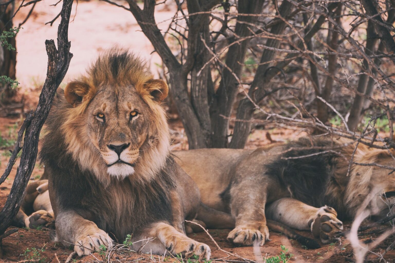 The Largest Lion Ever Recorded – A King of Beasts Unlike Any Other ...