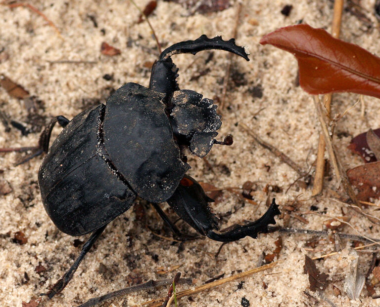 The Largest Beetle in the World – A Living Tank of an Insect – Extreme ...