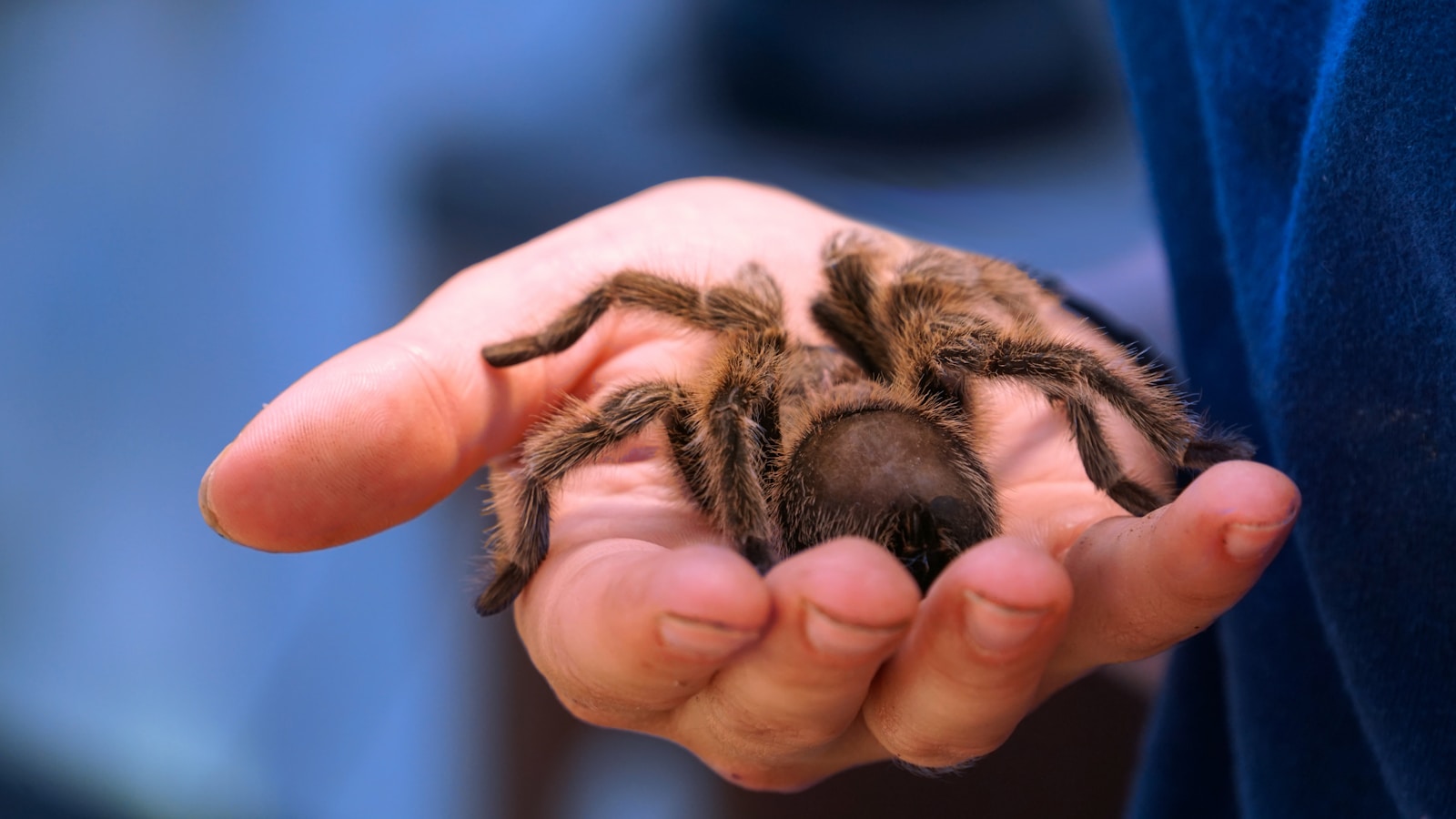The Largest Spider Ever Discovered – Its Legs Were Longer Than Your ...
