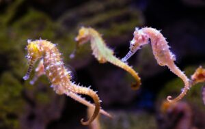 The Strongest Punch in the Animal Kingdom – Nature’s Ultimate Boxer ...