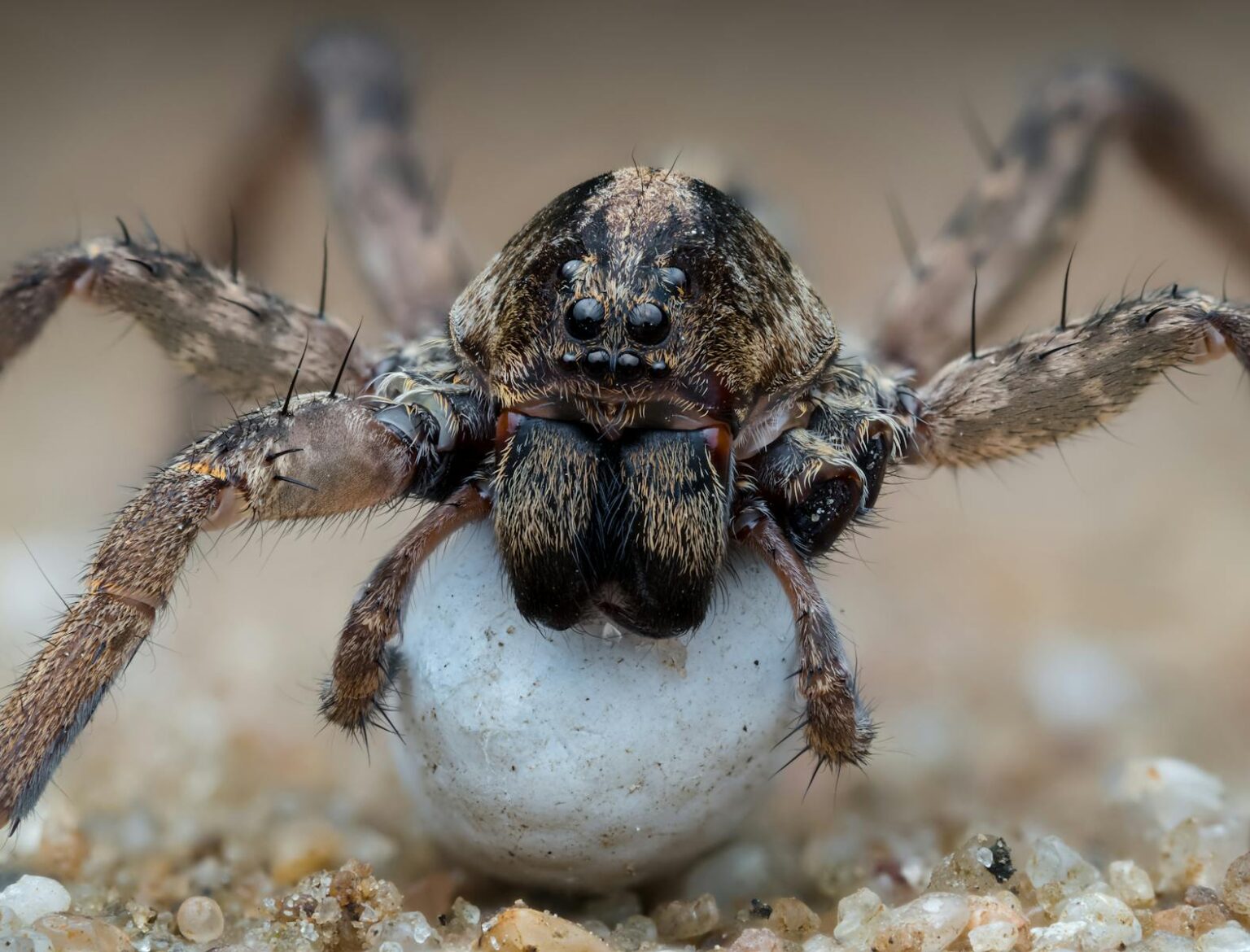 The Largest Spider Ever Discovered – Its Legs Were Longer Than Your ...