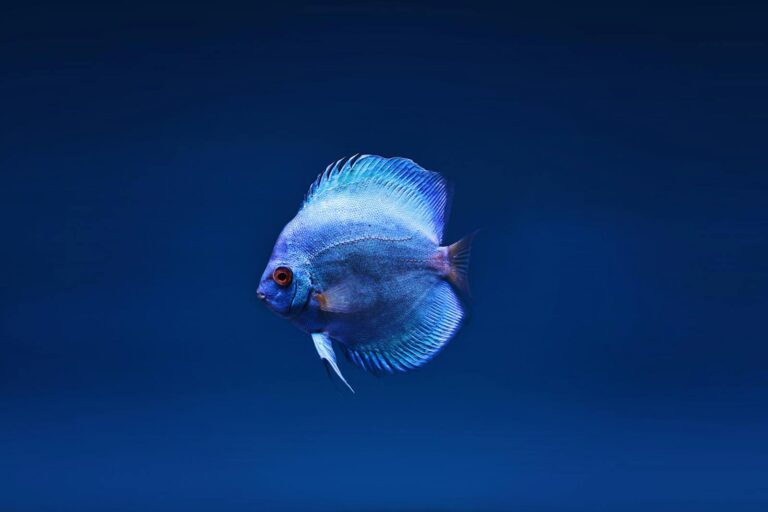 The Largest Piranha Species Ever Discovered – A Prehistoric Nightmare ...