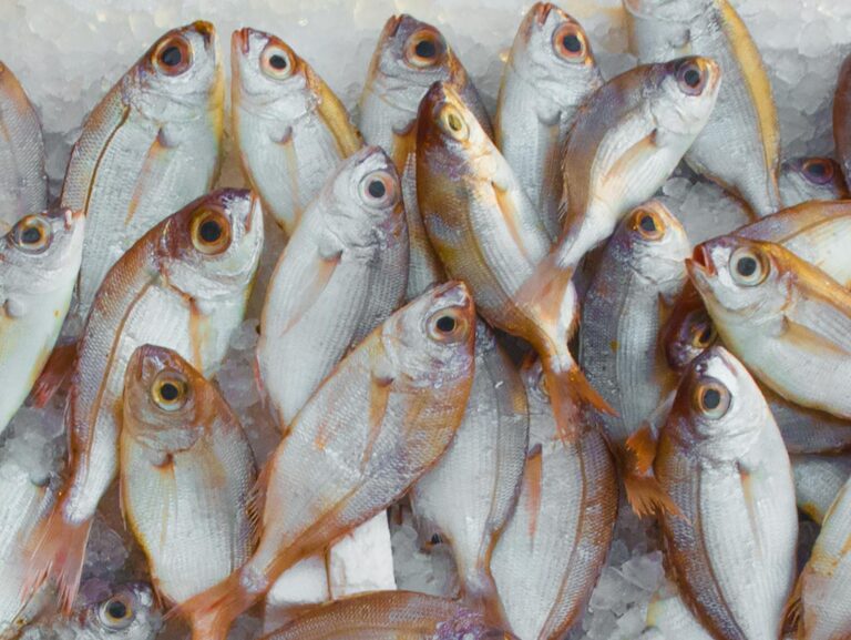 The Largest Piranha Species Ever Discovered – A Prehistoric Nightmare ...