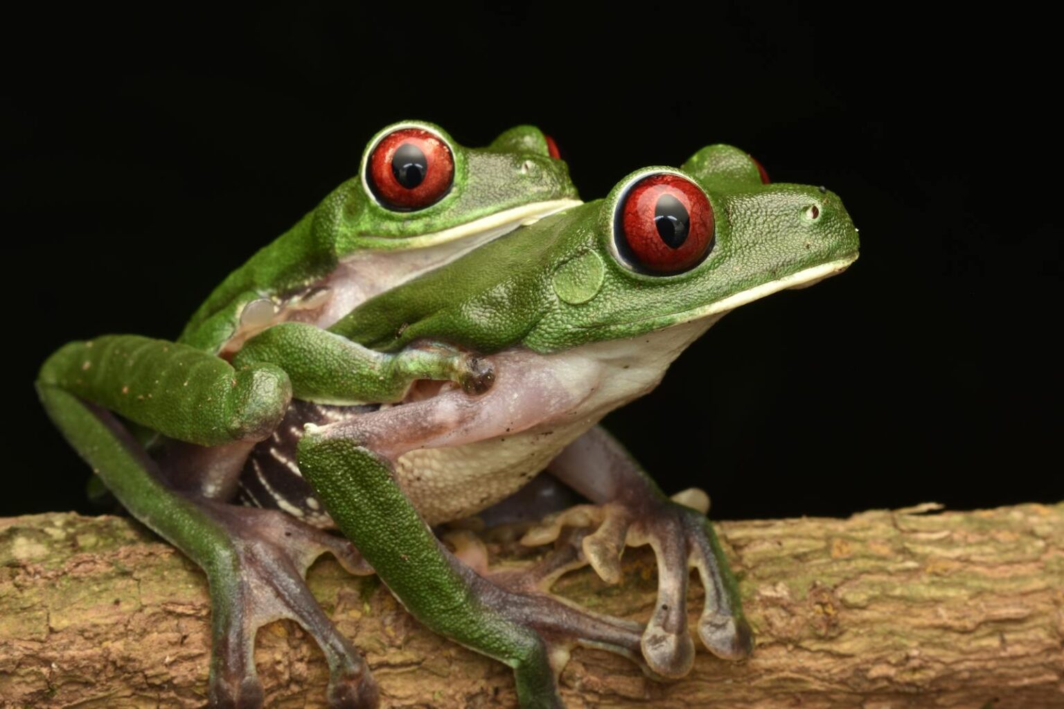 The Smallest Frog Species – It’s Almost Impossible to See – Extreme ...