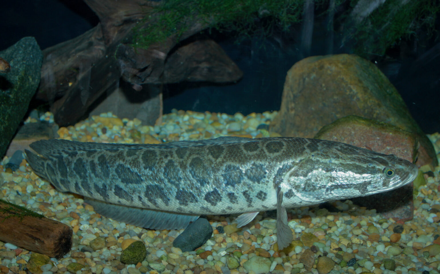 The Fish That Can Walk on Land – A Real-Life Amphibious Creature ...