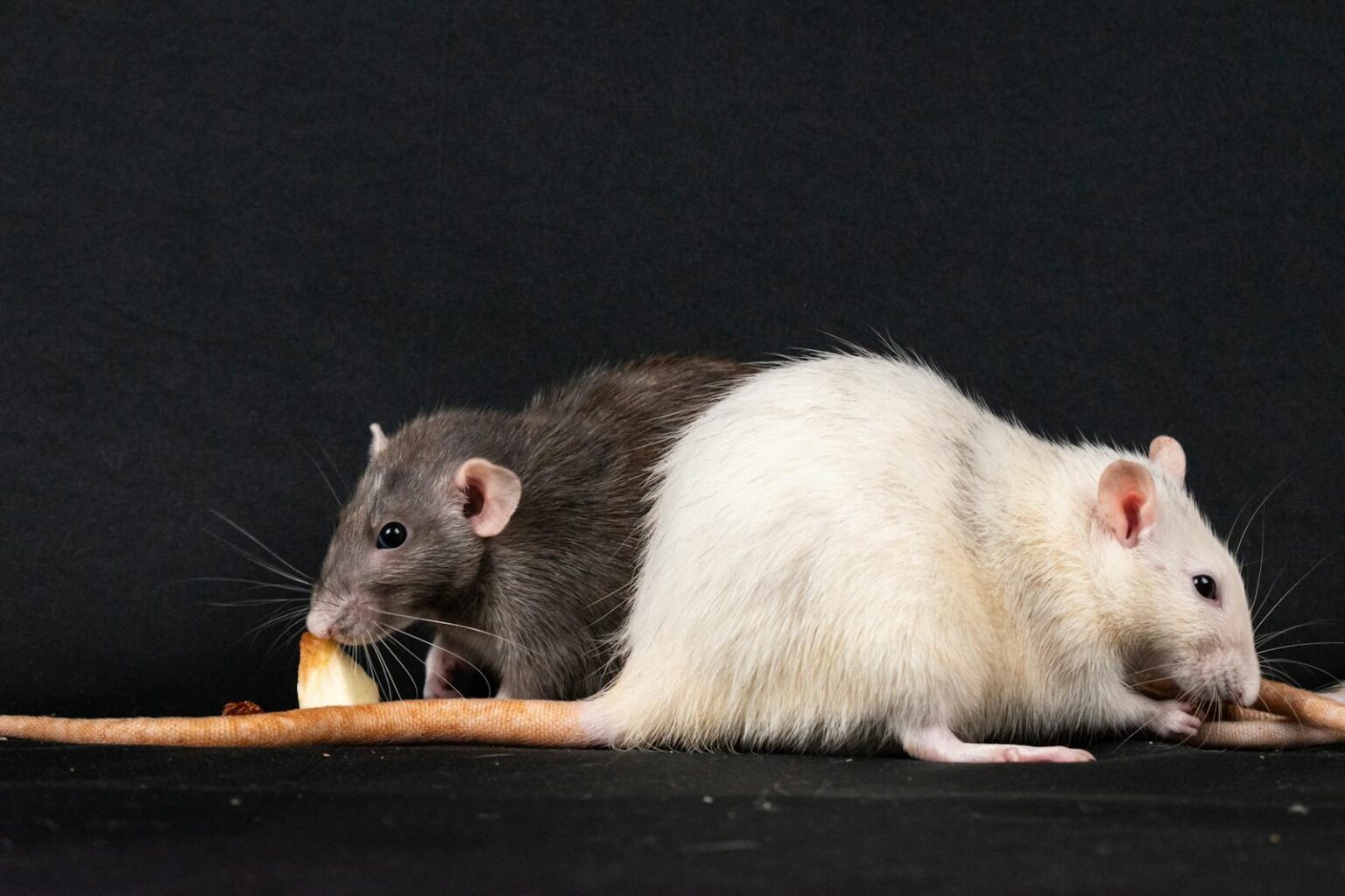 The Largest Rat Species – It Was Bigger Than Some Dogs – Extreme Animal ...