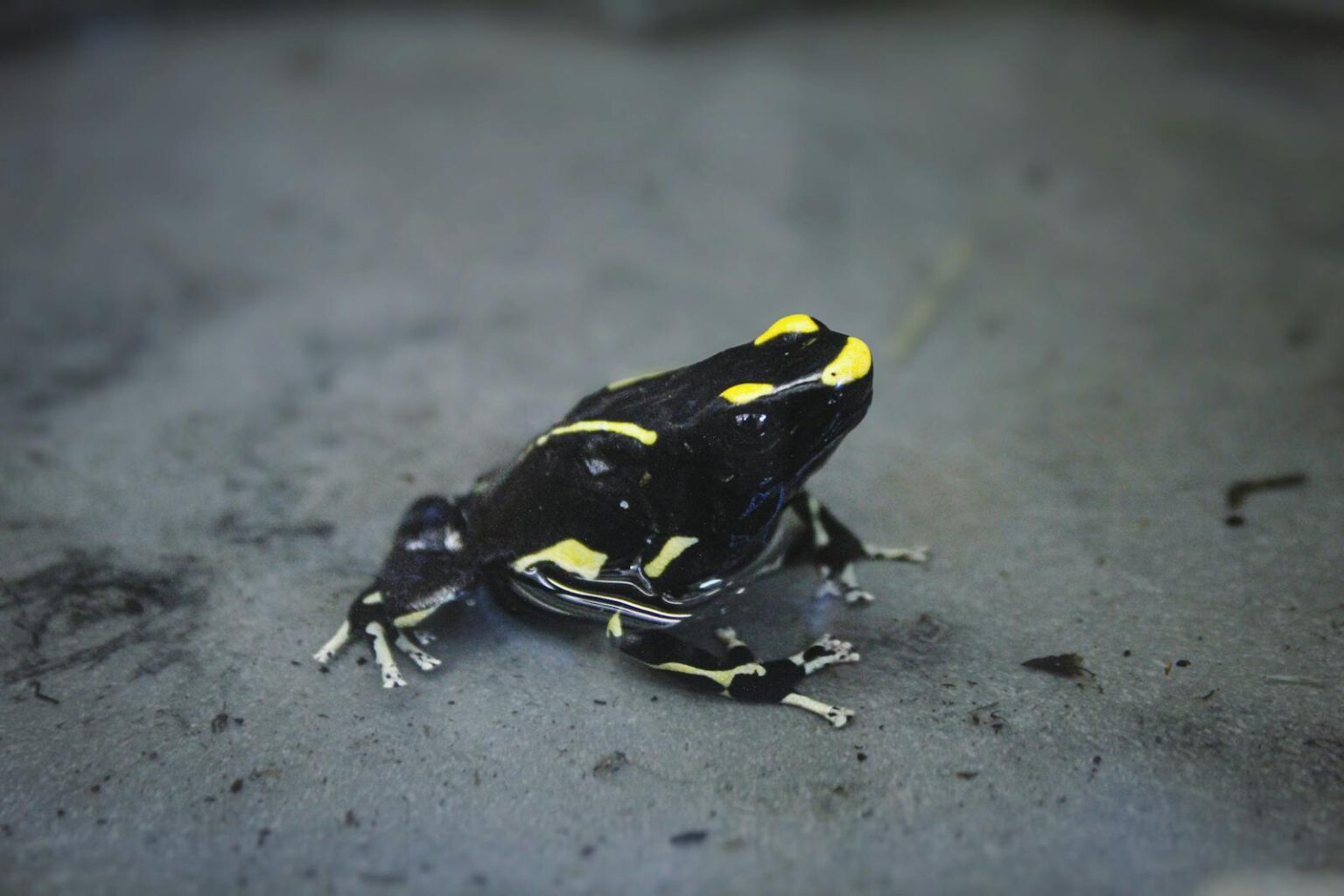 The Smallest Frog Species – It’s Almost Impossible to See – Extreme ...