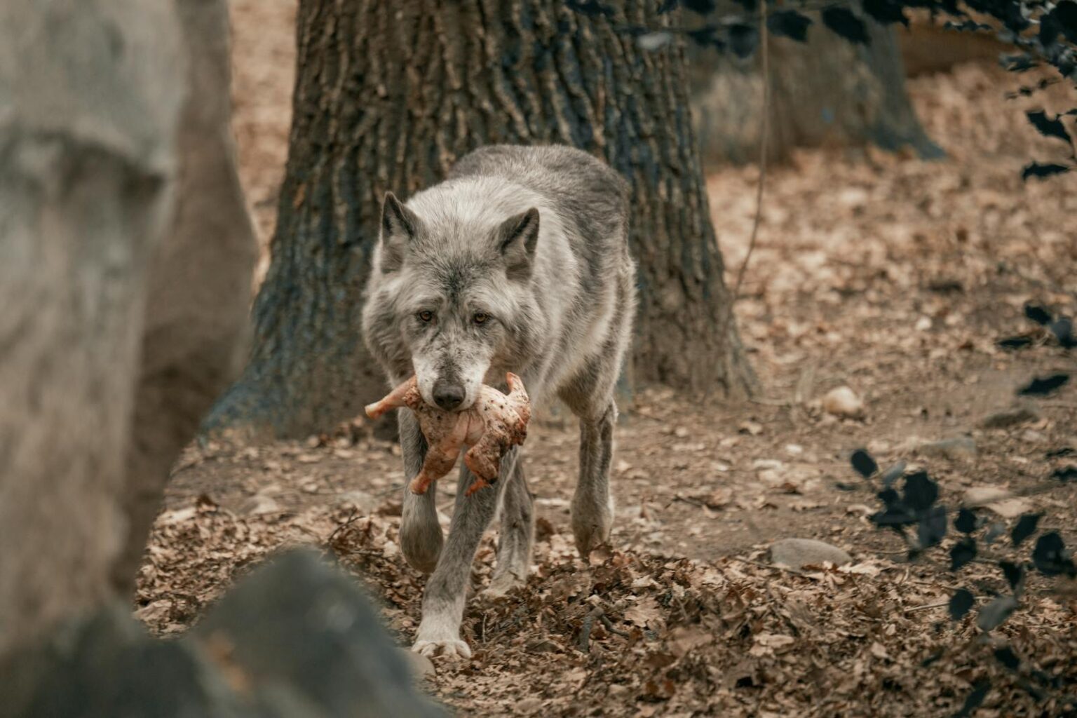 The Biggest Wolf Species in History – A Predator Bigger Than a Lion ...
