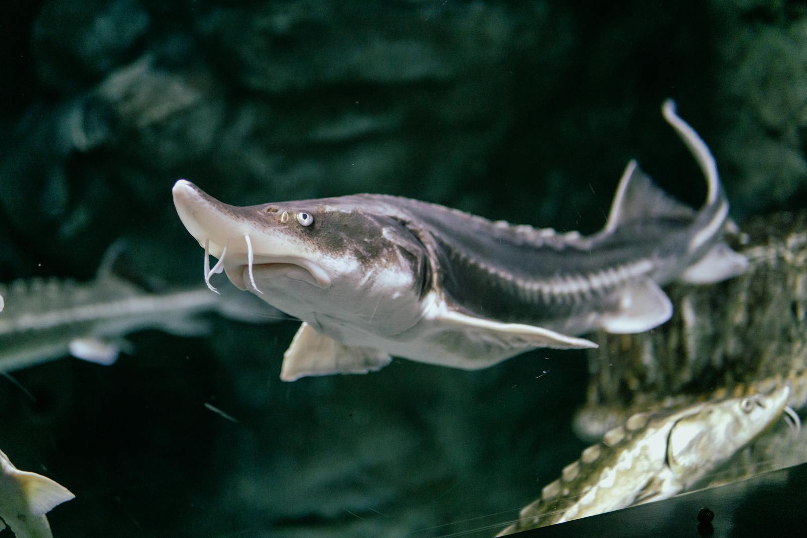 The Largest Piranha Species Ever Discovered – A Prehistoric Nightmare ...