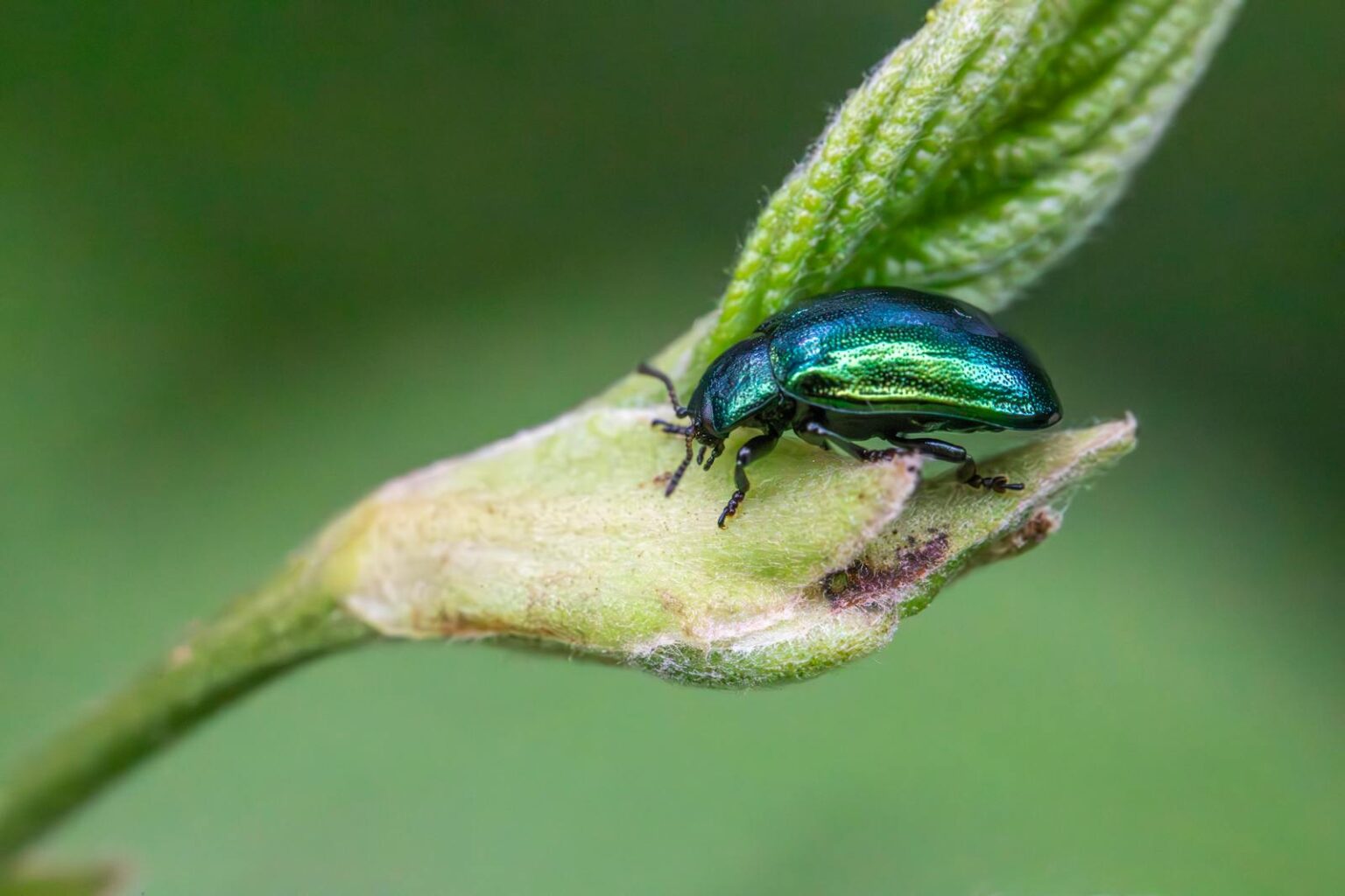 The Largest Beetle in the World – A Living Tank of an Insect – Extreme ...