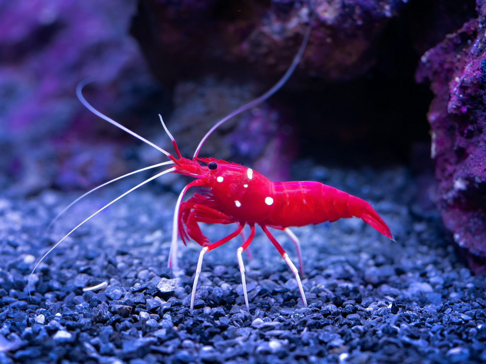 The Strongest Punch in the Animal Kingdom – Nature’s Ultimate Boxer ...