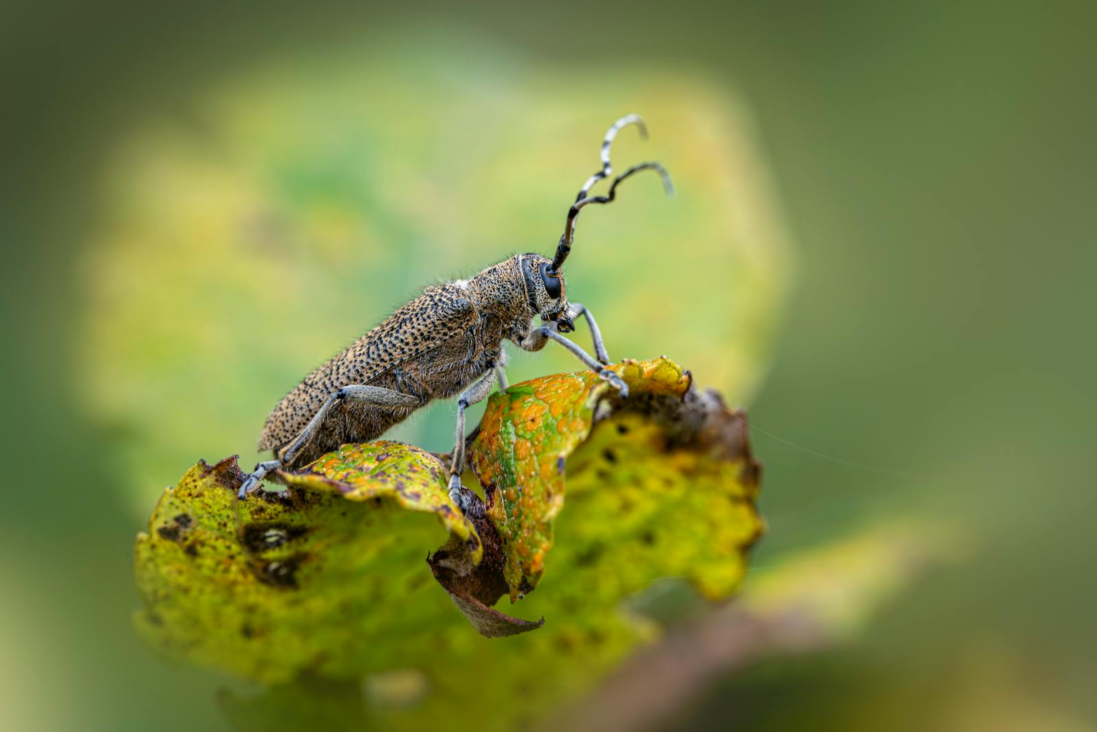 The Largest Beetle in the World – A Living Tank of an Insect – Extreme ...
