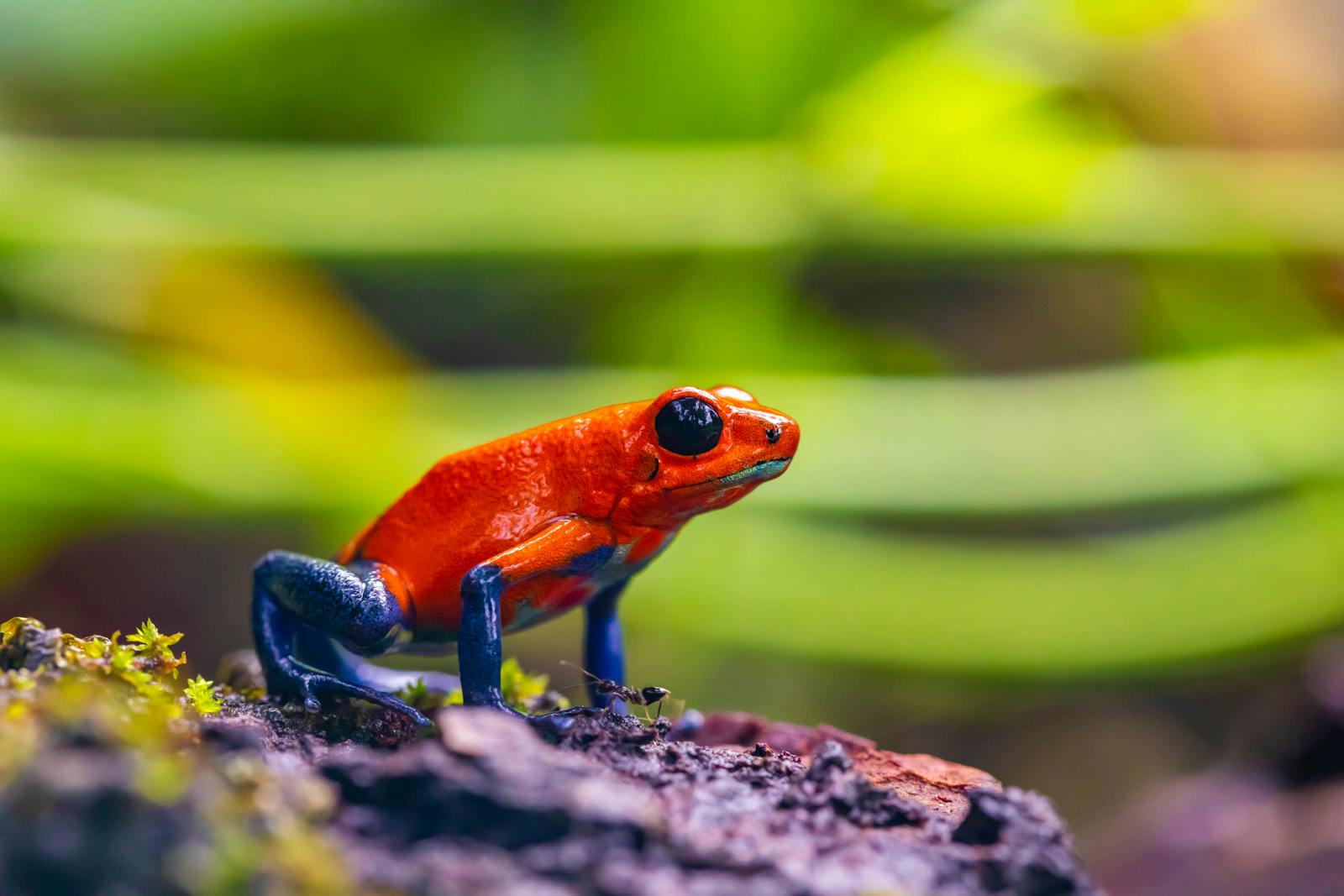 The Smallest Frog Species – It’s Almost Impossible to See – Extreme ...