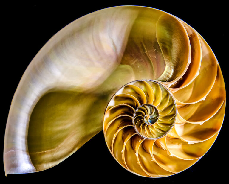 The Animal With the Hardest Shell – A Fortress on Legs – Extreme Animal ...