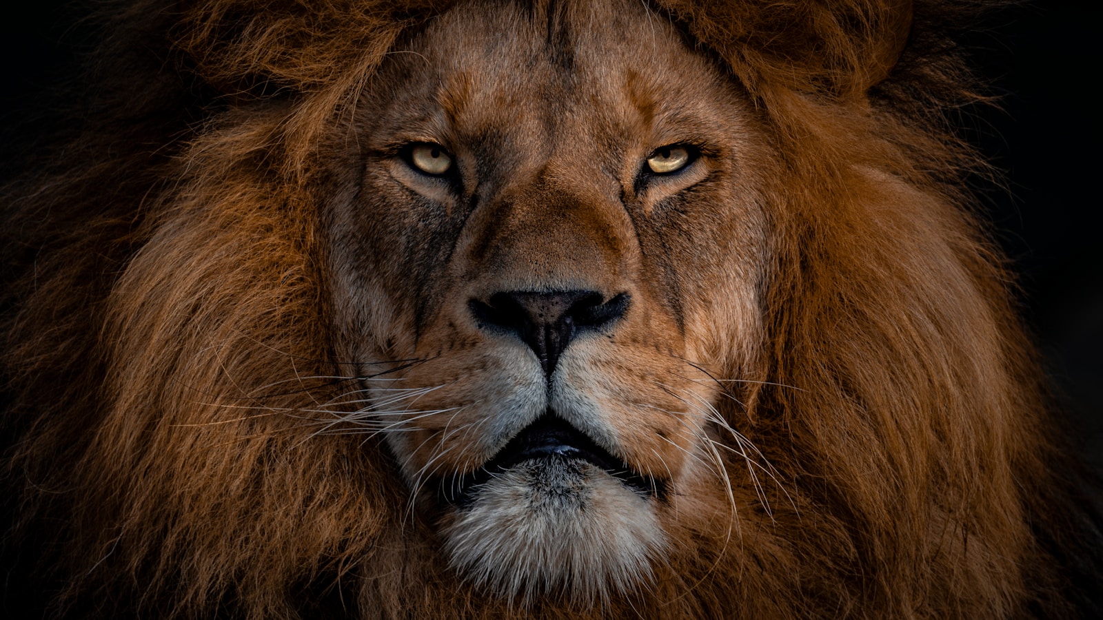 The Largest Lion Ever Recorded – A King of Beasts Unlike Any Other ...